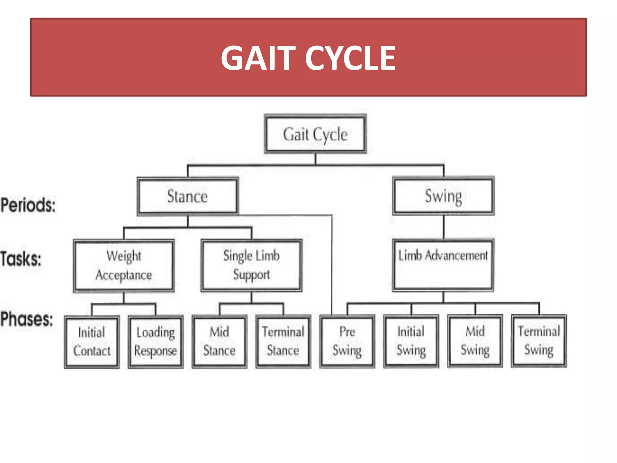 Gait parameters , determinants and assessment (2) | PPTX