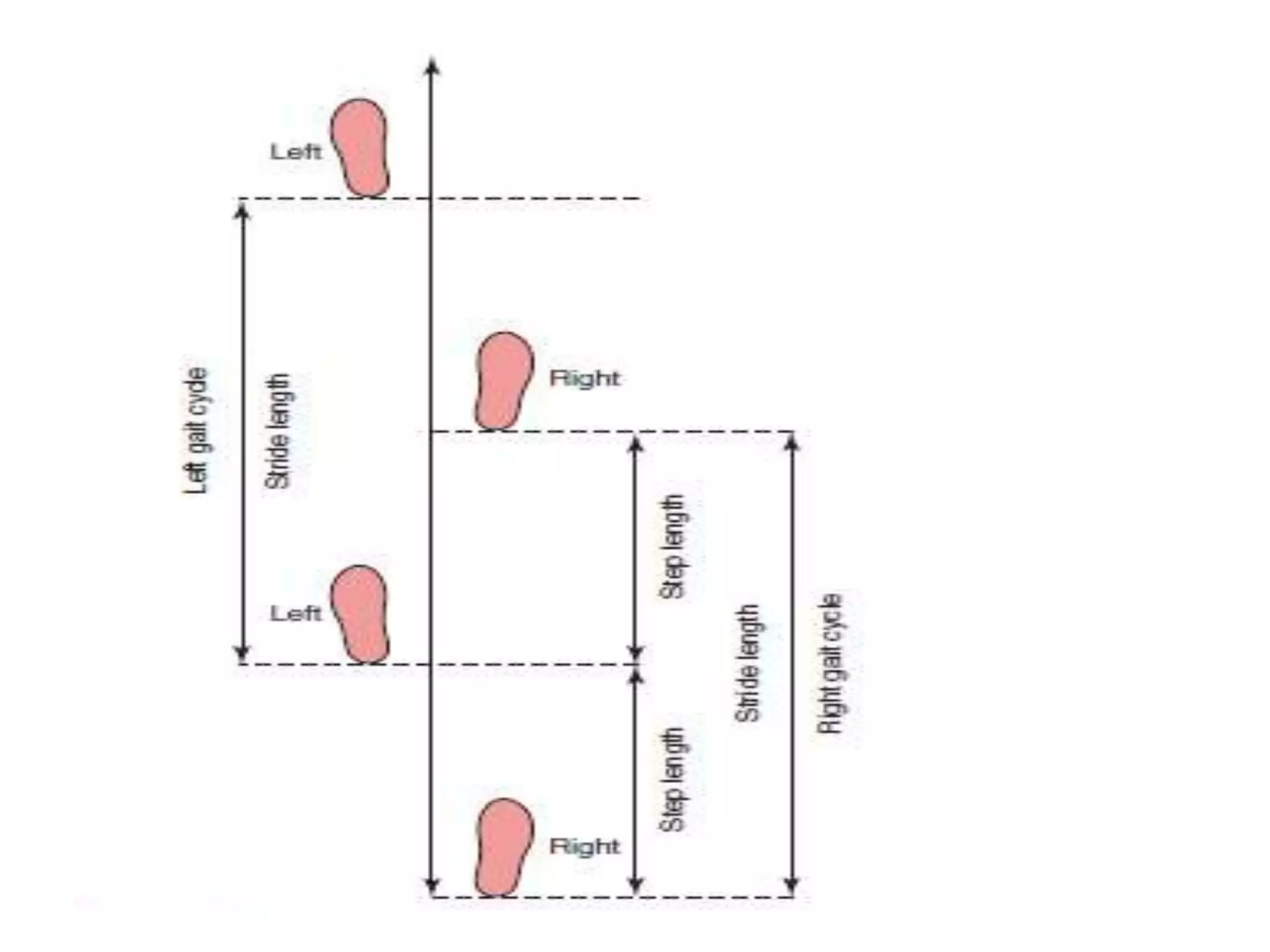 Gait parameters , determinants and assessment (2) | PPTX