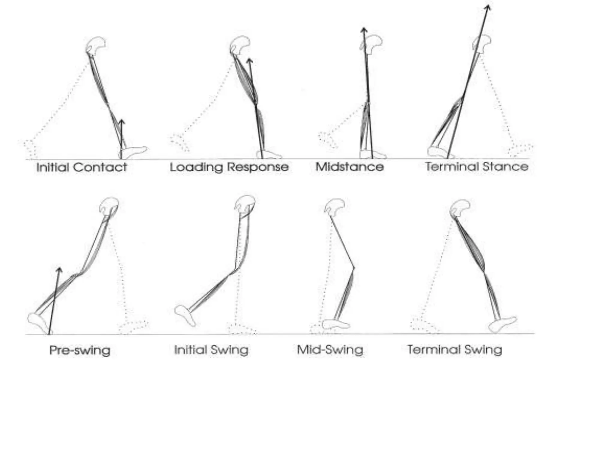 Gait parameters , determinants and assessment (2) | PPTX