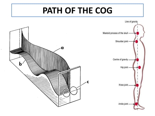 Gait parameters , determinants and assessment (2) | PPTX | Death ...