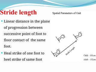 GAIT IN HUMAN AMD PATHOLOGICAL GAIT ............... | PPTX
