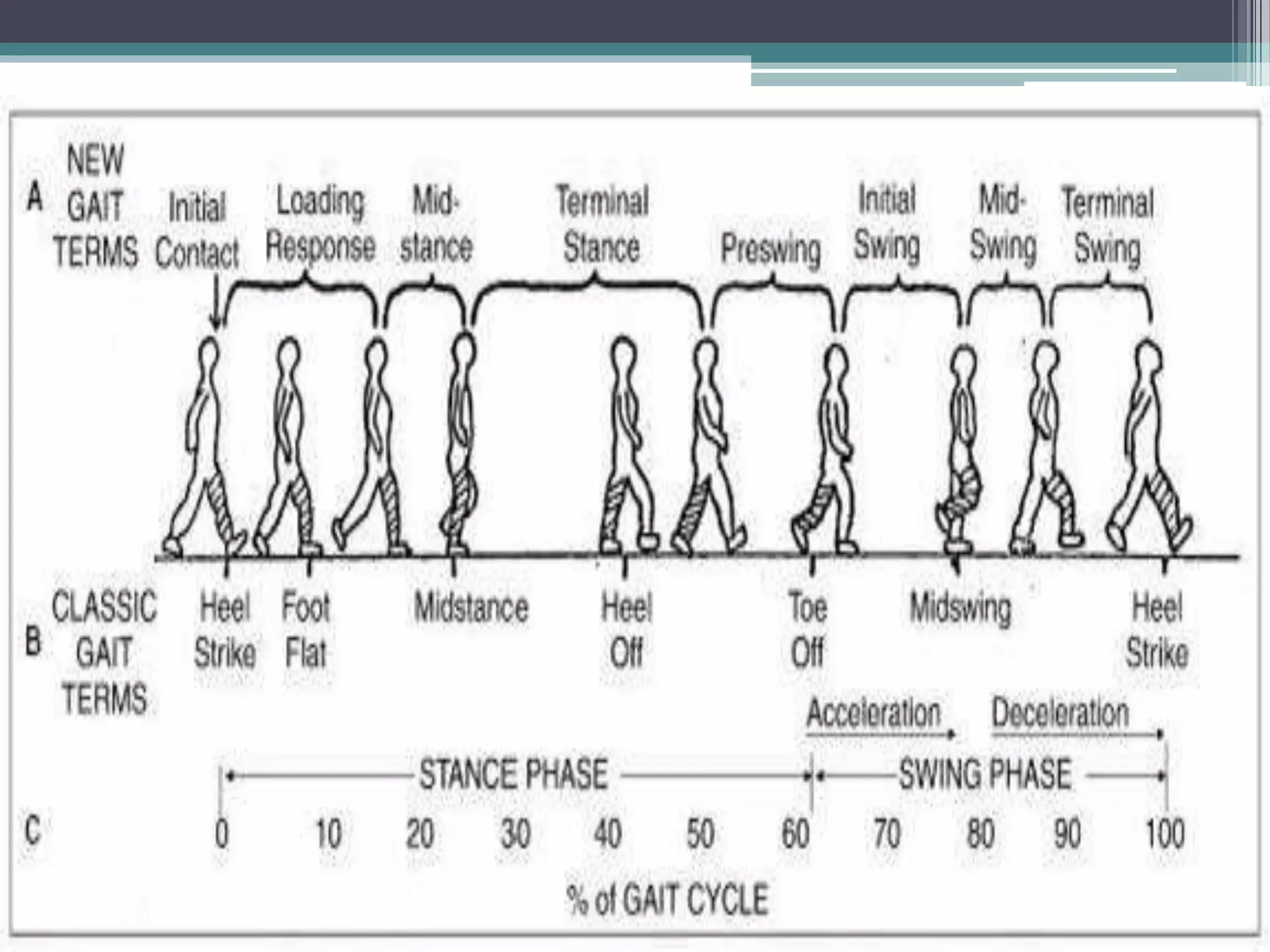 Gait abnormalities presentation | PPTX
