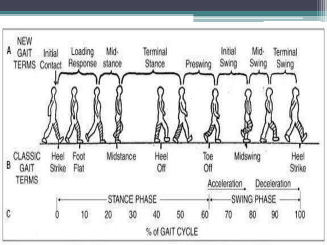 Gait abnormalities presentation | PPTX | Physical Therapy | Wellness