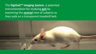 Gait analysis in laboratory animals studying coordinated movement and ...