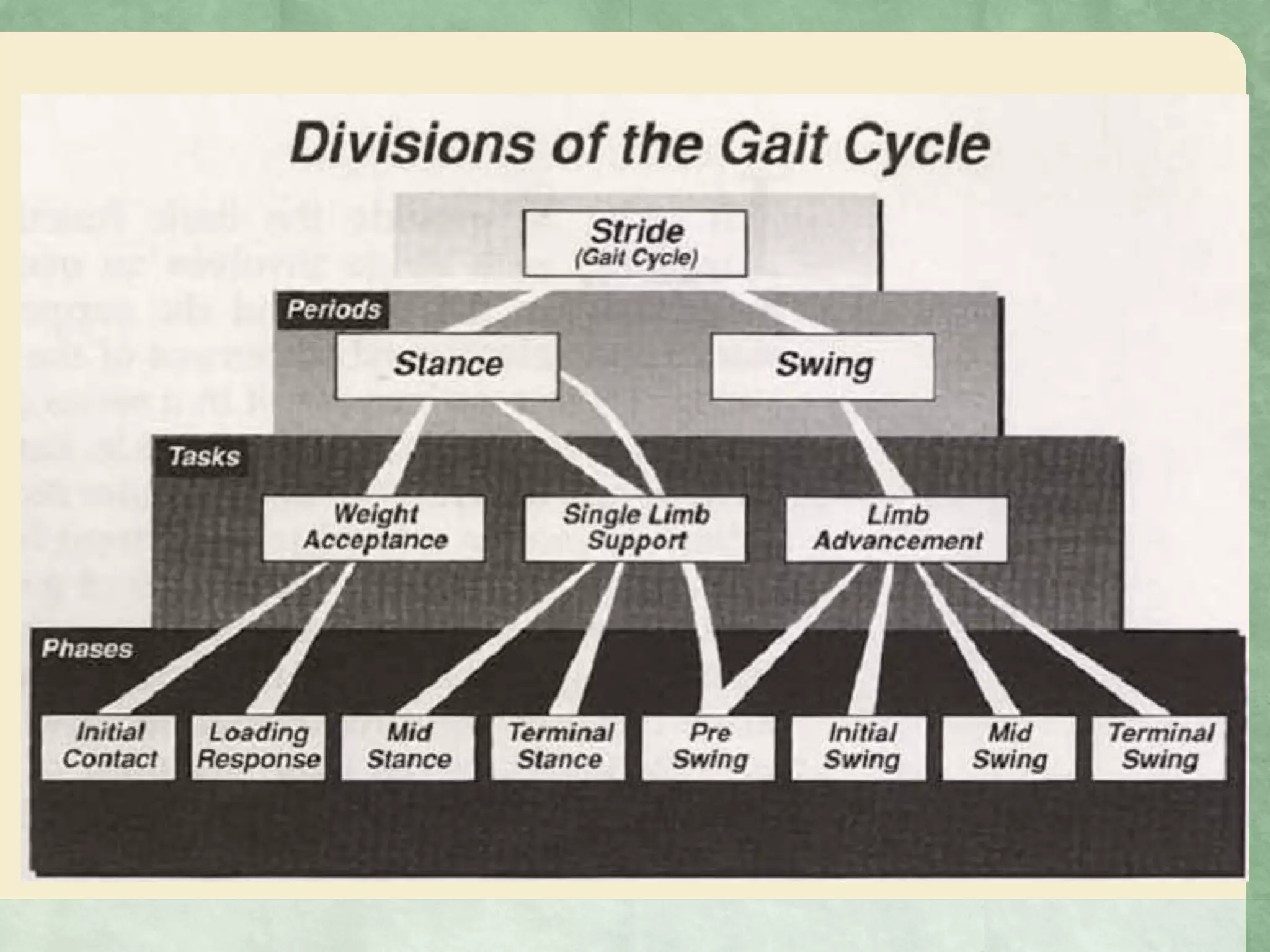 Gait, Phases of Gait, Kinamatics and kinetics of gait | PPTX