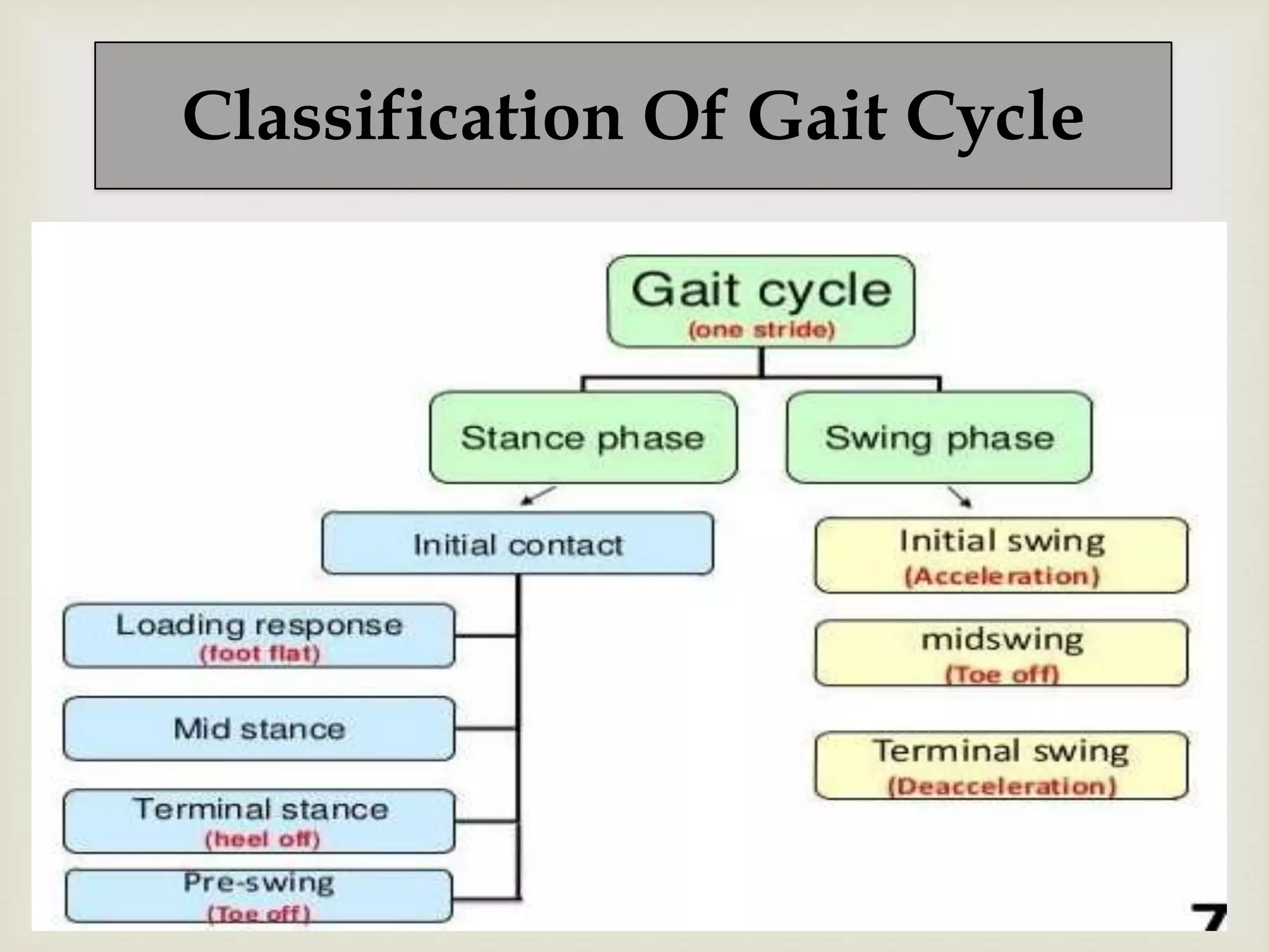 Gait and Gait cycle (new) mam.pptx