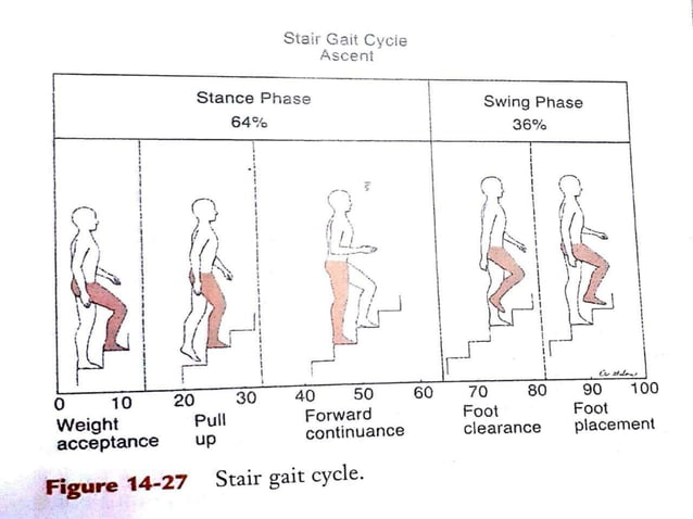 Gait and Gait cycle (new) mam.pptx