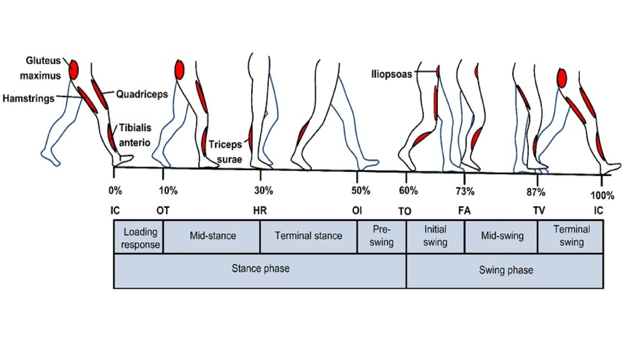 GAIT and its different types[Autosaved].pptx | Death, Injury, or ...