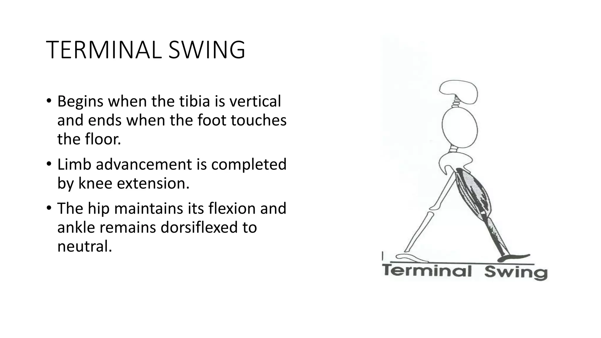 Gait cycle | PPTX