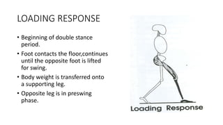 Gait cycle | PPTX