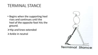 Gait cycle | PPTX