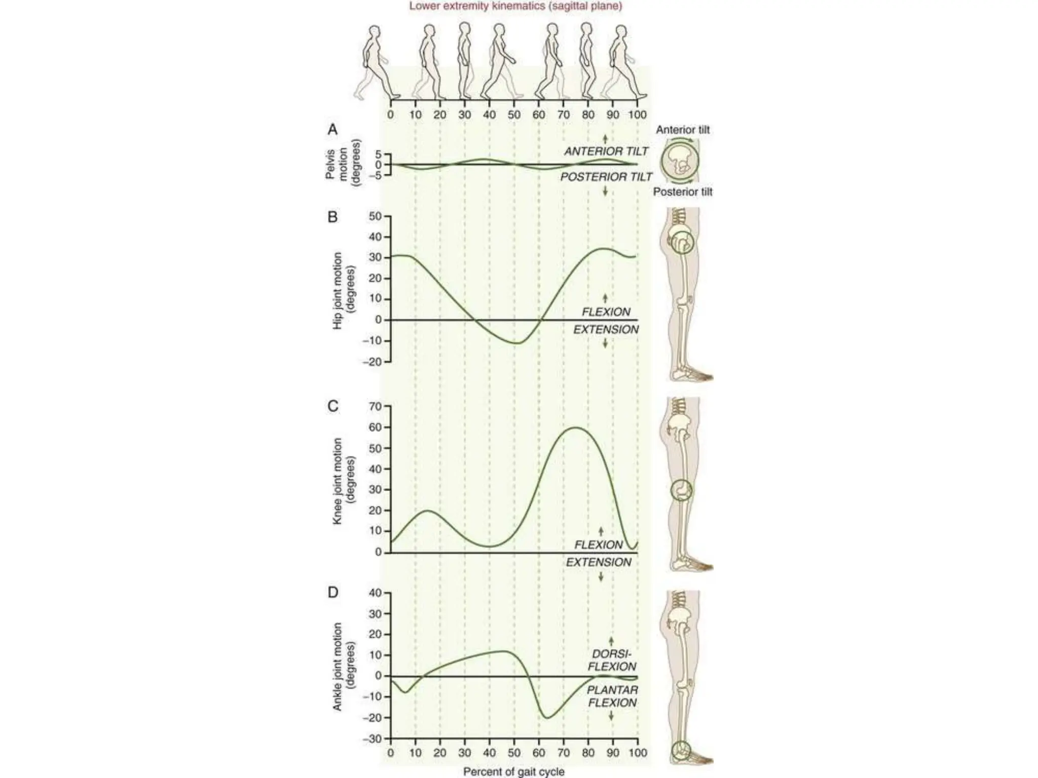 Gait Cycle.pptx