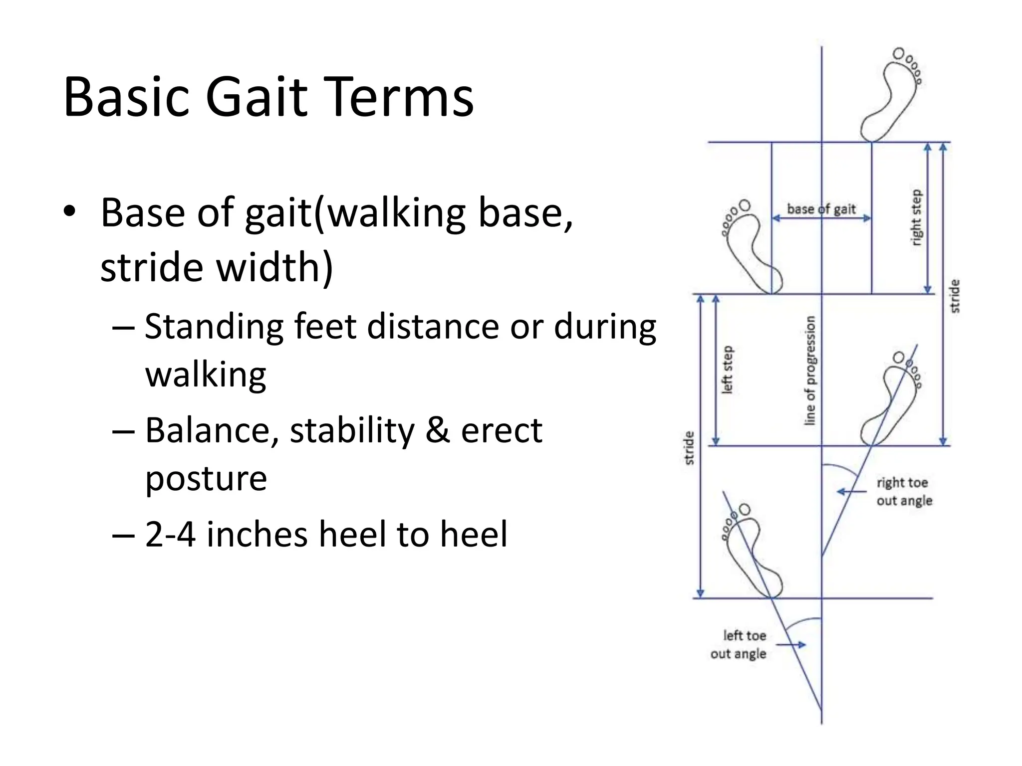 Gait Cycle.pptx