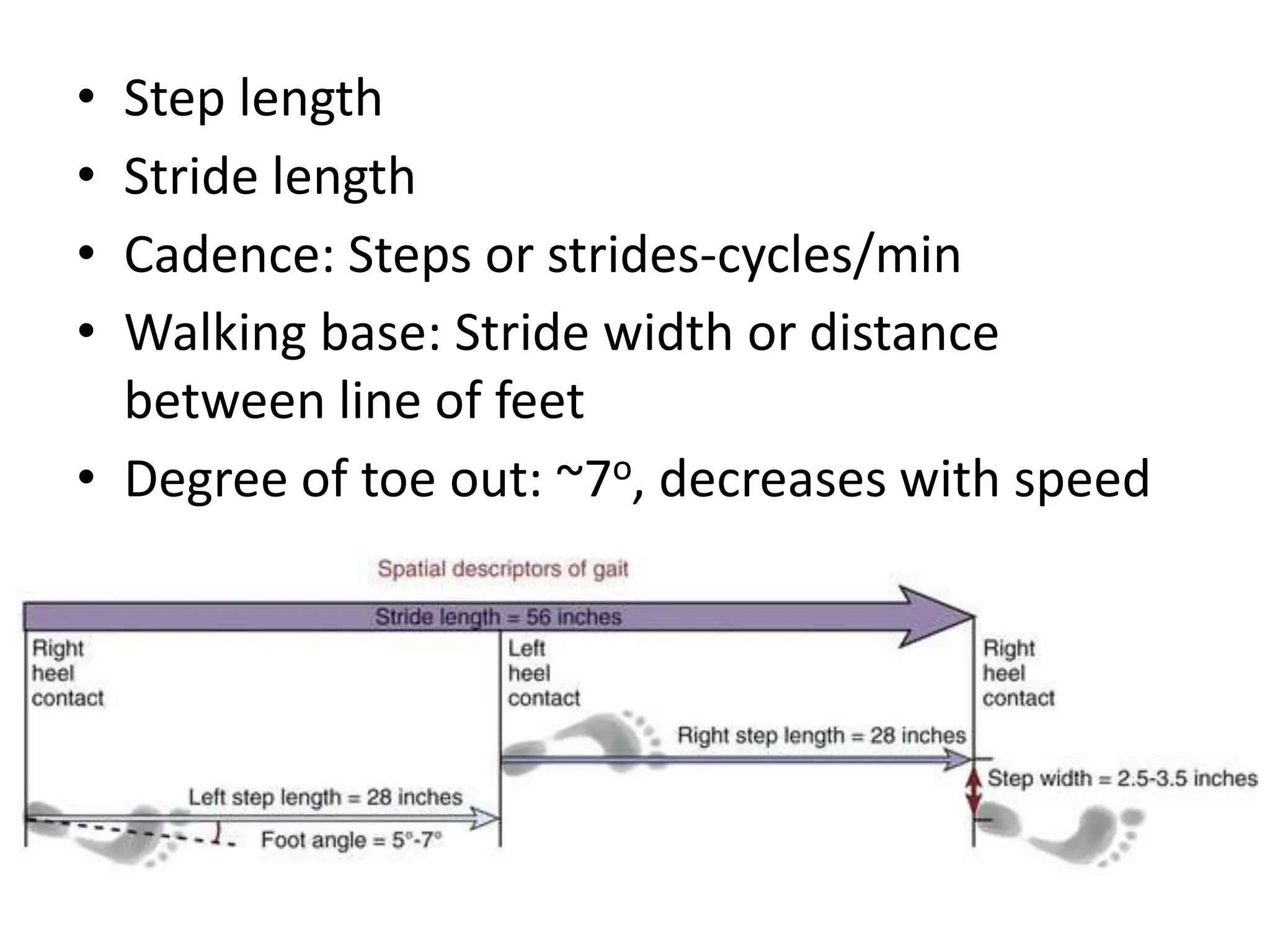 Gait Cycle.pptx