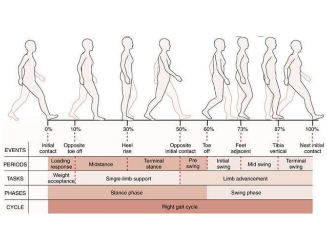 Gait Cycle.pptx | Free Download