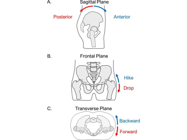 Gait Cycle.pptx | Free Download