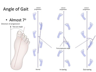Gait Cycle.pptx