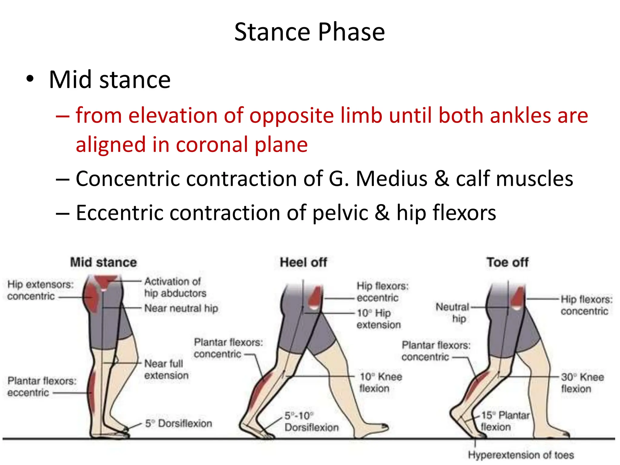 Gait Cycle.pptx