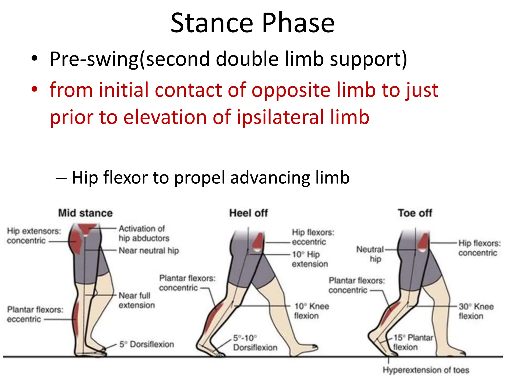 Gait Cycle.pptx