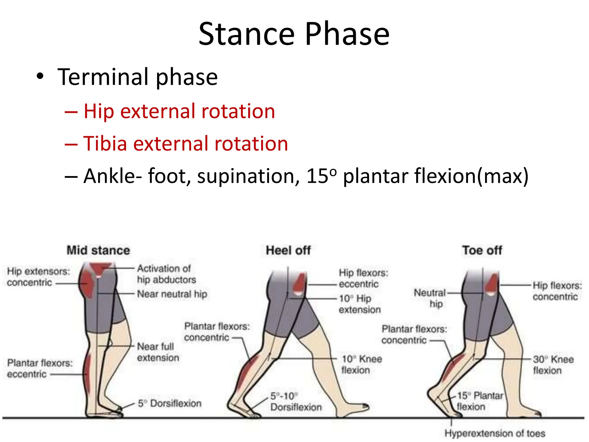 Gait Cycle.pptx