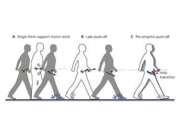 Gait Cycle.pptx