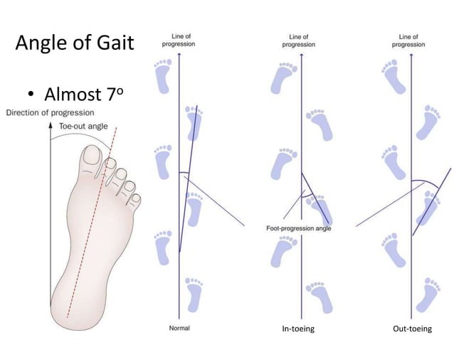 Gait Cycle.pptx