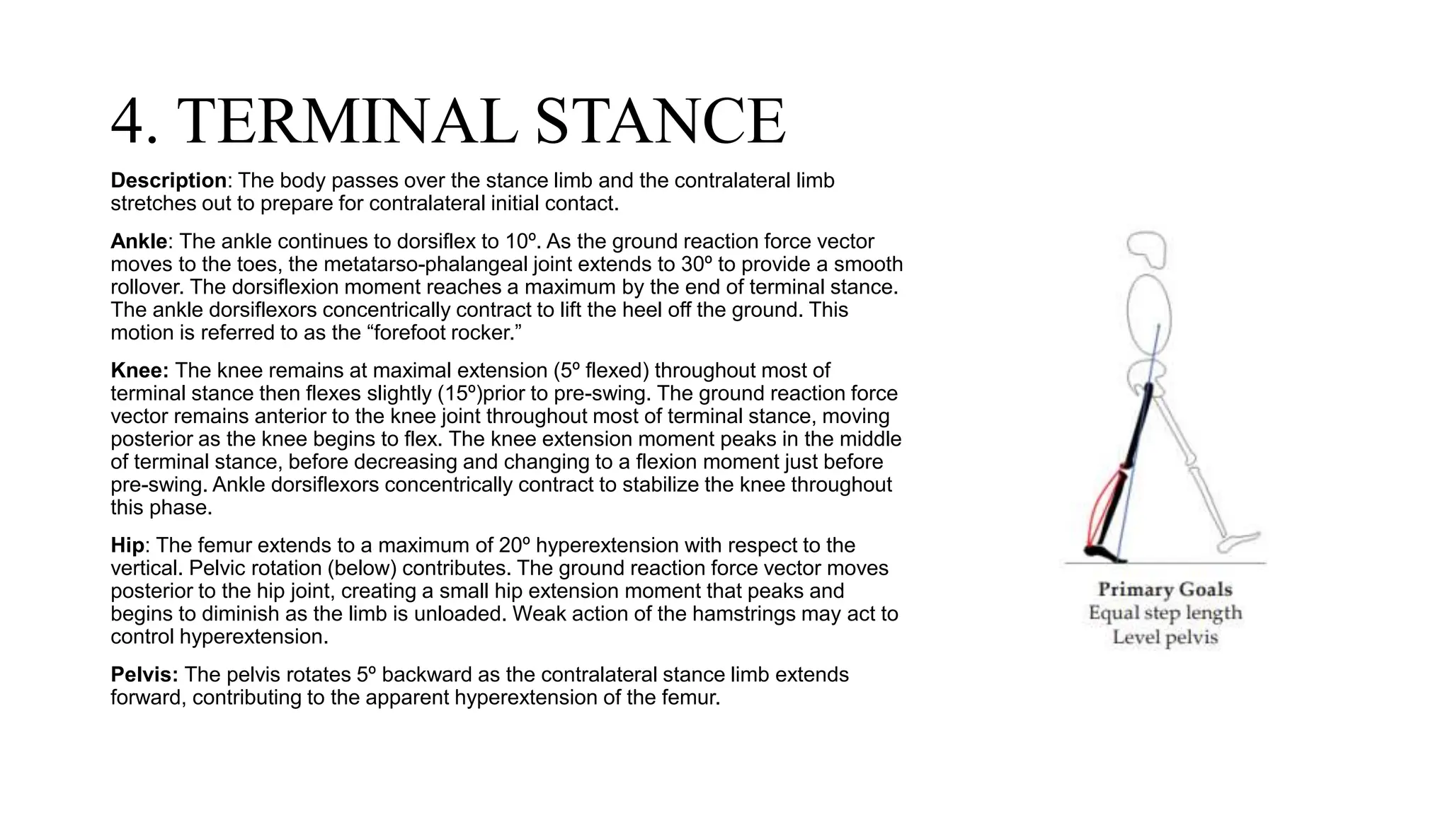 Human Gait Cycle and its Biomechanical Evaluation | PPTX