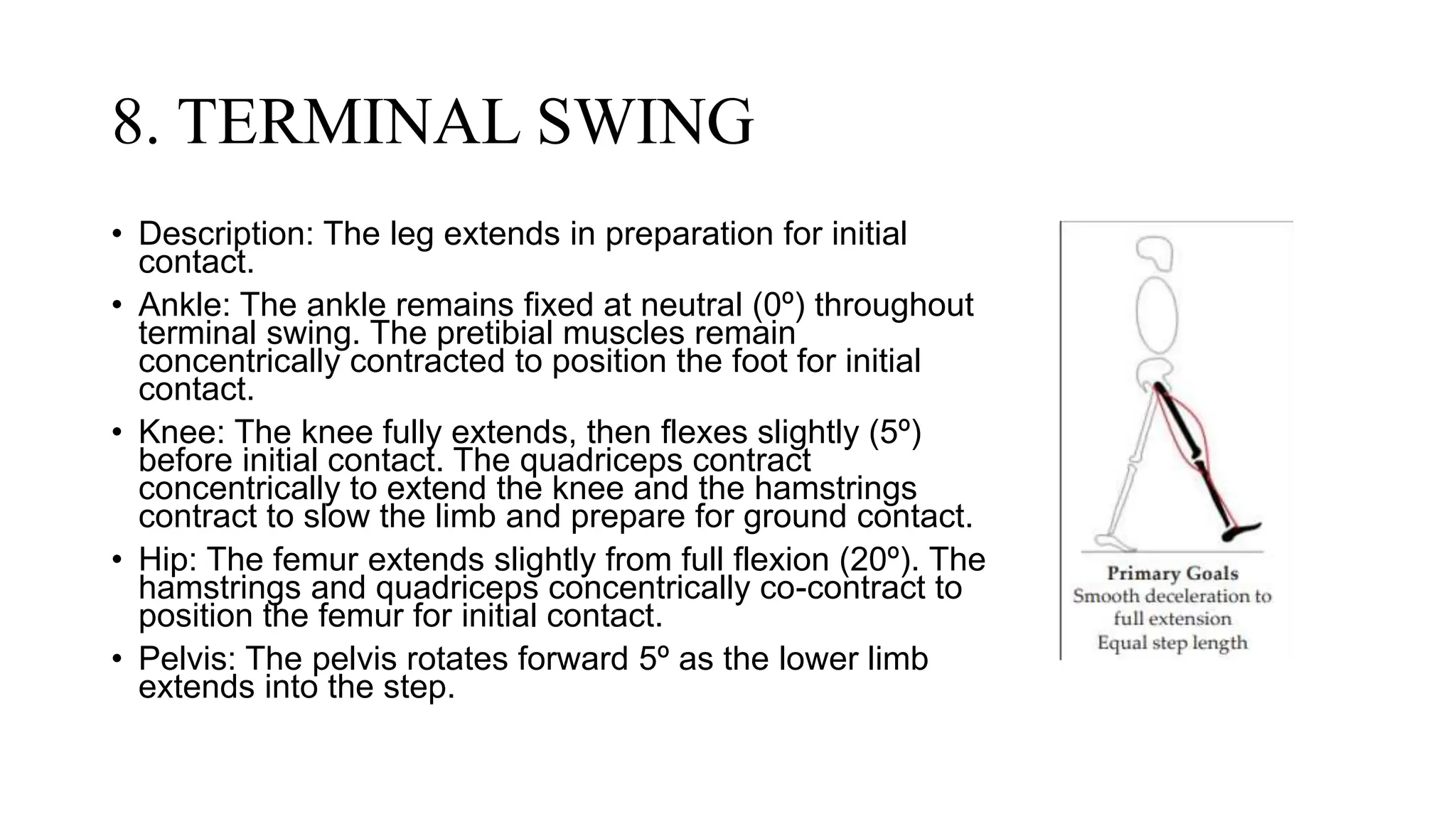 Human Gait Cycle and its Biomechanical Evaluation | PPTX