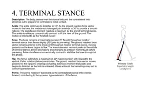 Human Gait Cycle and its Biomechanical Evaluation | PPTX
