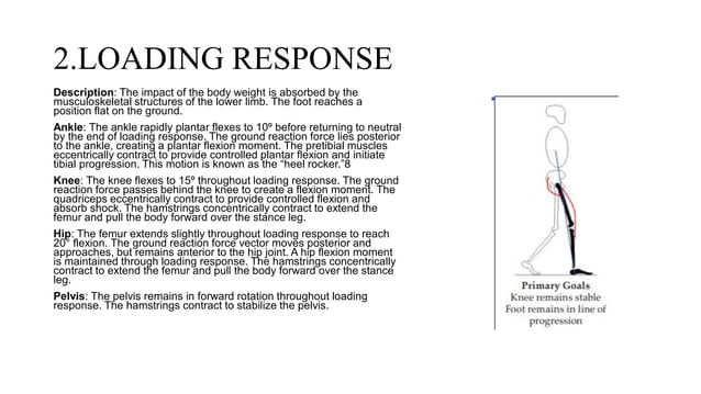 Human Gait Cycle and its Biomechanical Evaluation | PPT