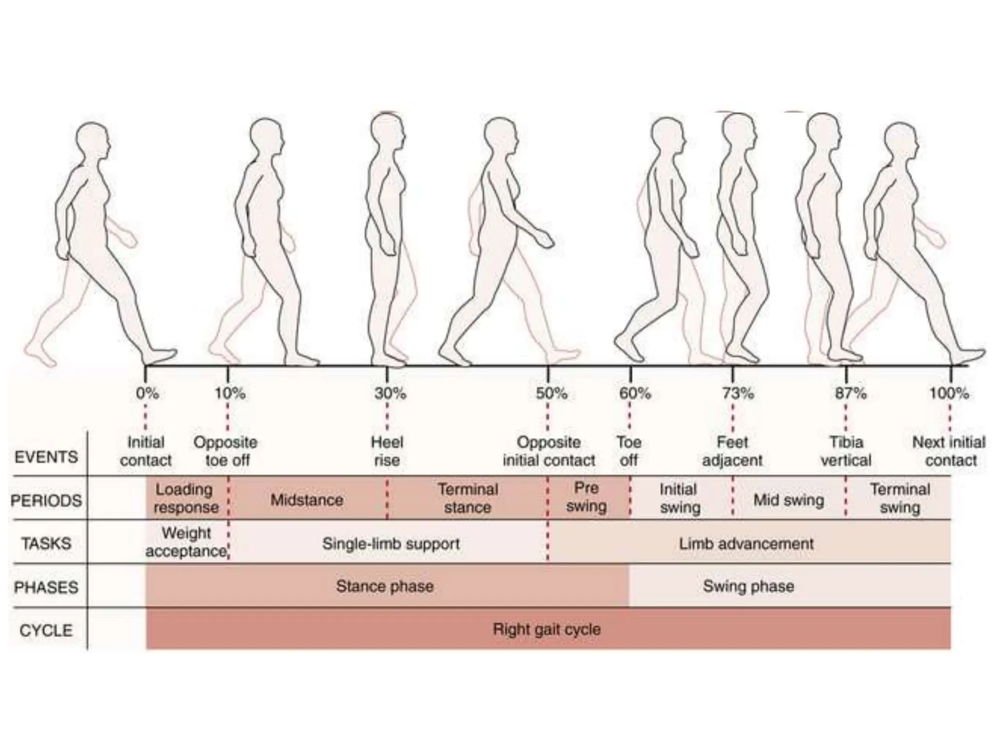 Gait Cycle- Gait pattern and some postural dysfunctions.pptx