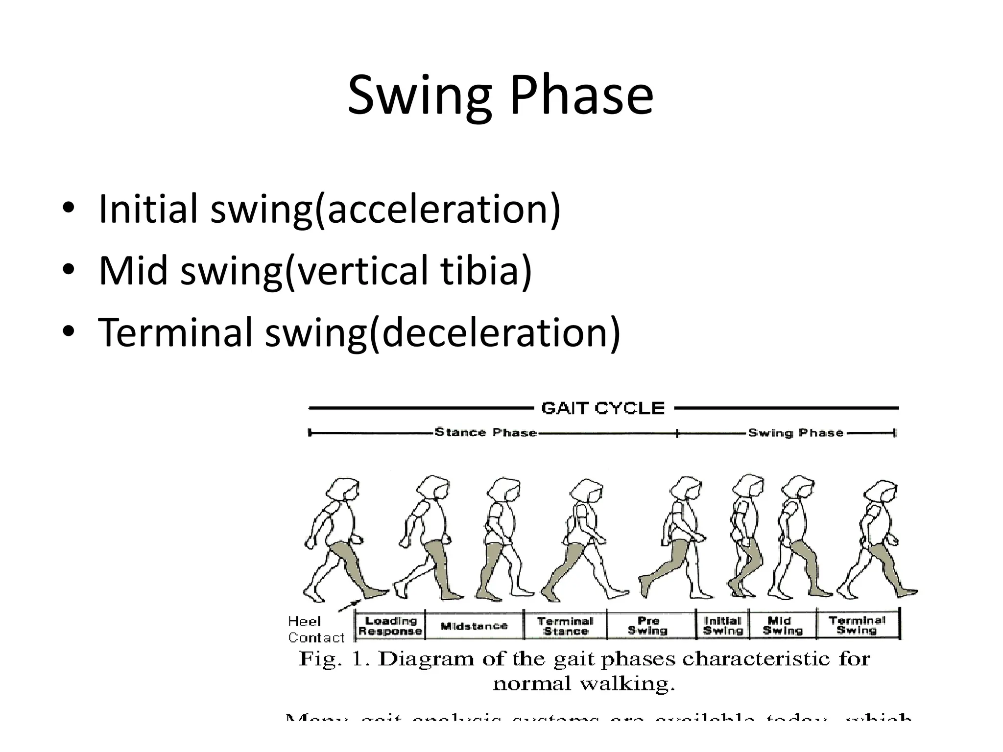 Gait Cycle- Gait pattern and some postural dysfunctions.pptx