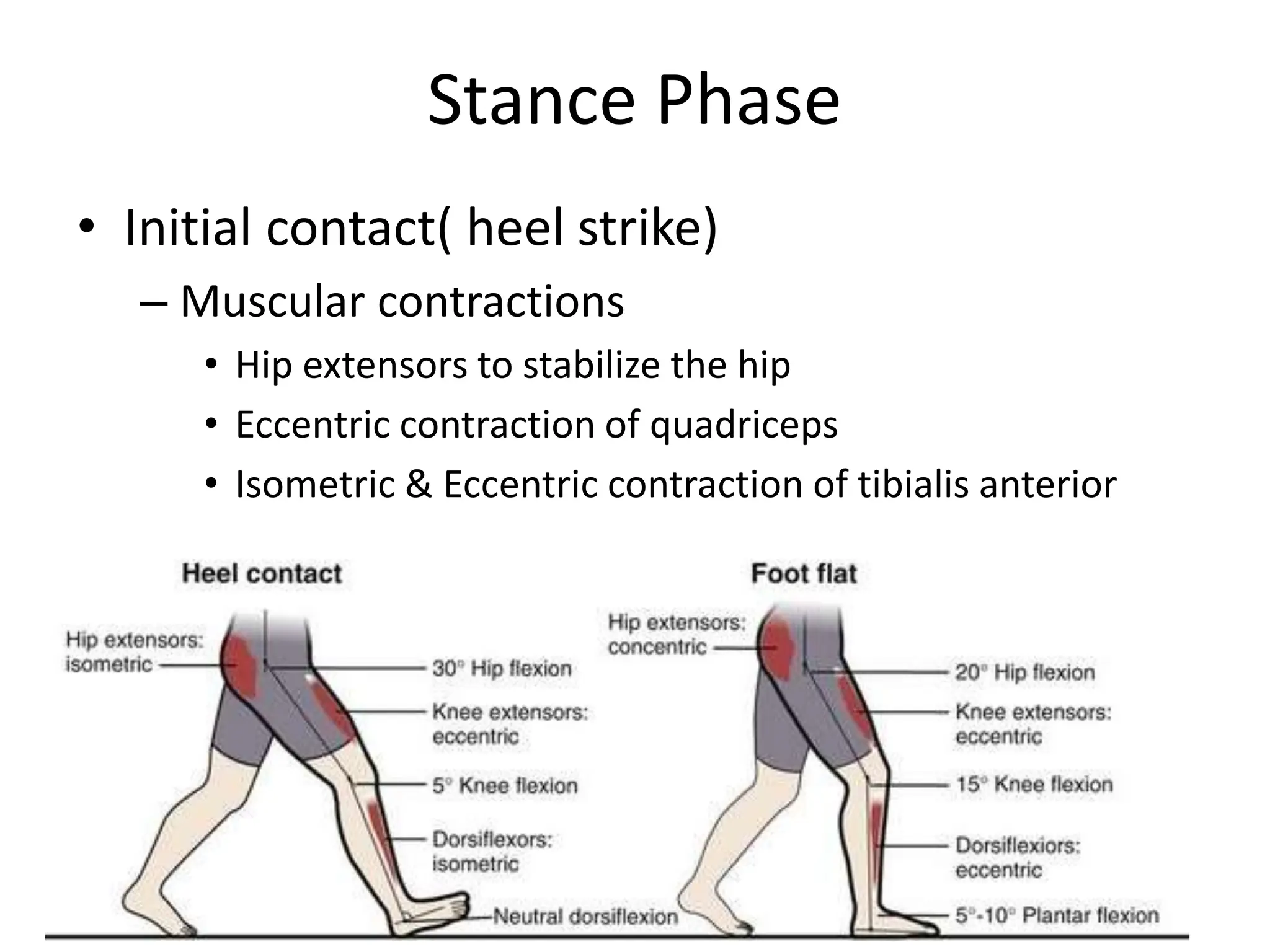 Gait Cycle- Gait pattern and some postural dysfunctions.pptx