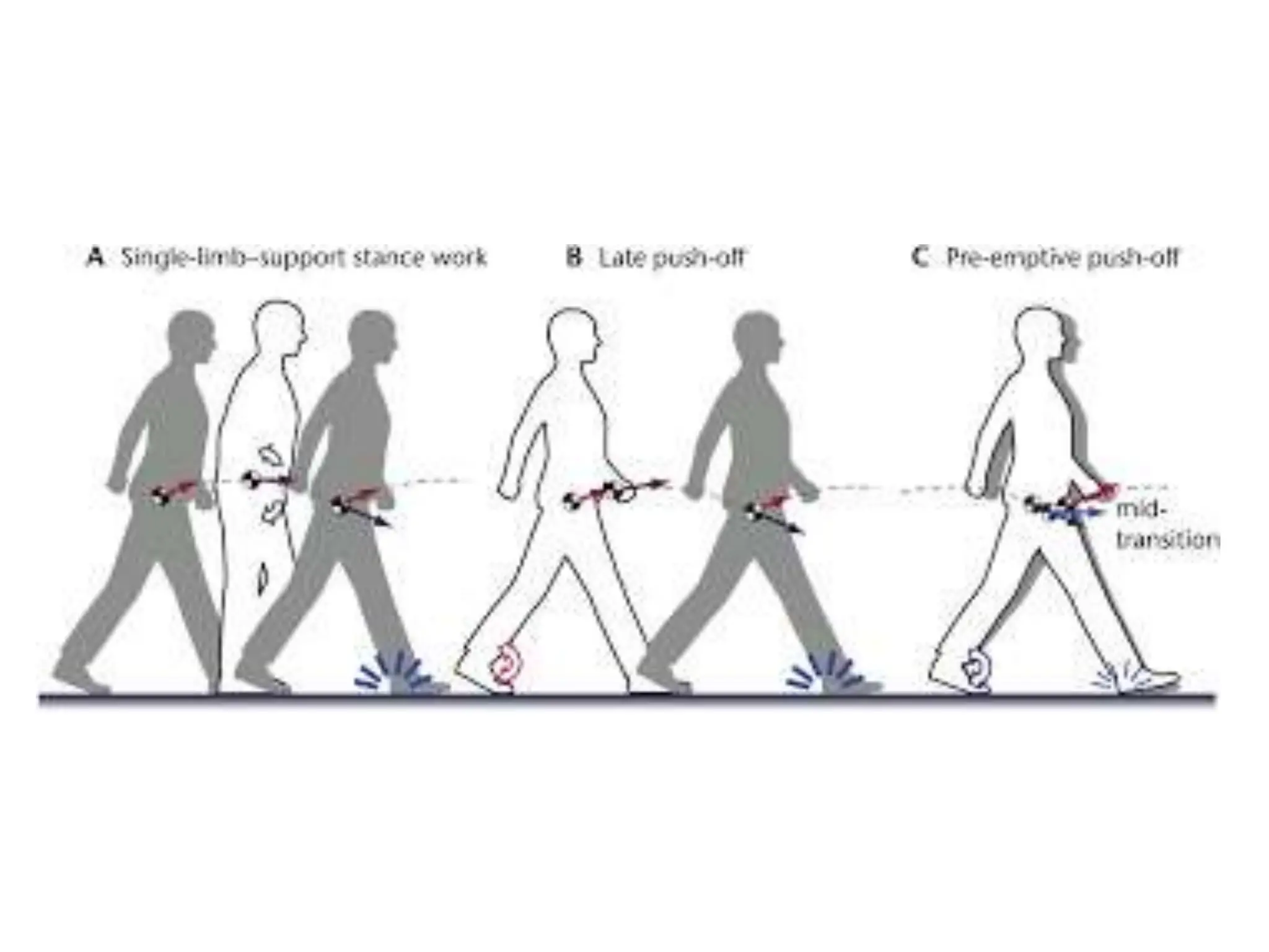 Gait Cycle- Gait pattern and some postural dysfunctions.pptx