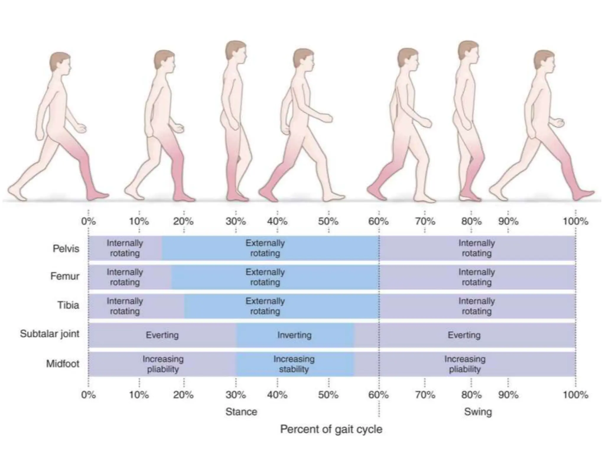 Gait Cycle- Gait pattern and some postural dysfunctions.pptx