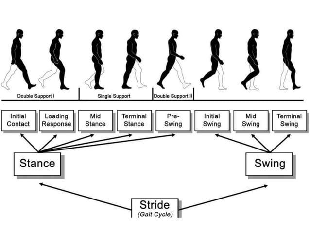 Gait Cycle- Gait pattern and some postural dysfunctions.pptx