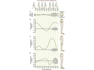 Gait Cycle- Gait pattern and some postural dysfunctions.pptx