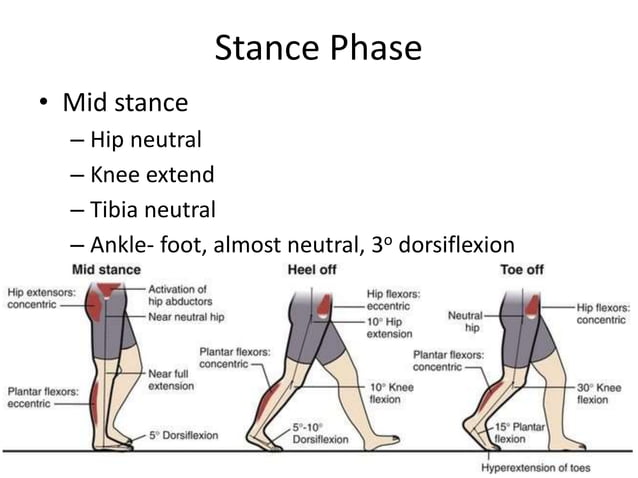 Gait Cycle- Gait pattern and some postural dysfunctions.pptx