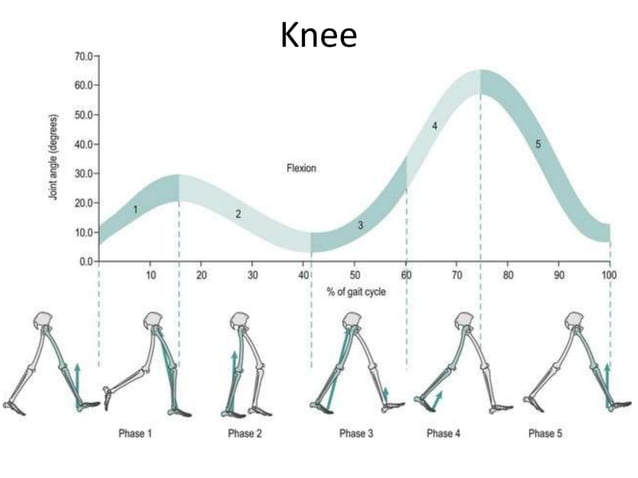 Gait Cycle- Gait pattern and some postural dysfunctions.pptx