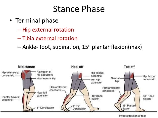 Gait Cycle- Gait pattern and some postural dysfunctions.pptx