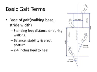 Gait Cycle- Gait pattern and some postural dysfunctions.pptx