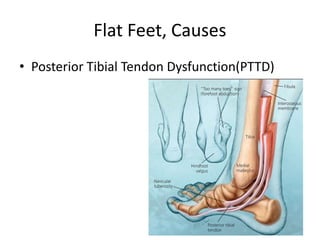 Gait Cycle- Gait pattern and some postural dysfunctions.pptx
