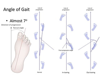 Gait Cycle- Gait pattern and some postural dysfunctions.pptx