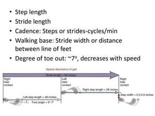Gait Cycle- Gait pattern and some postural dysfunctions.pptx