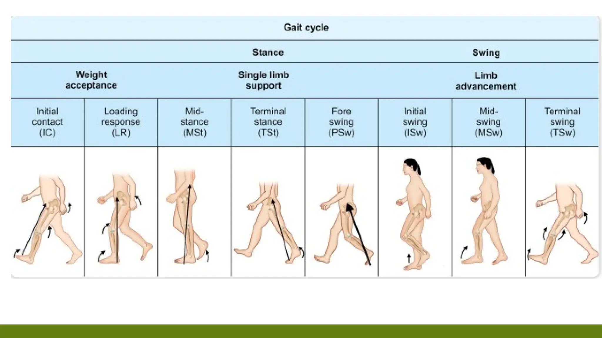 GAIT CYCLE is important in walking.abnormalities | PPT