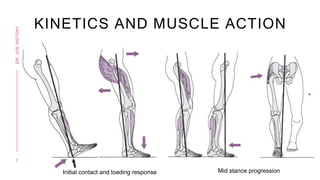 Gait deviations in Transtibial prosthesis users | PPTX