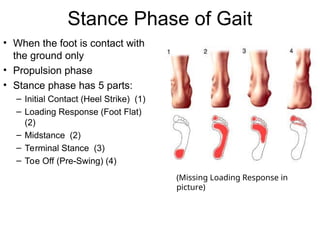 GAITHA is excerise for gait analysis which is importat | PPT