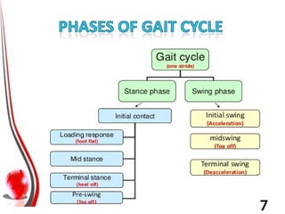 gait and gait cycle biomechanics & kinesiology | PPTX