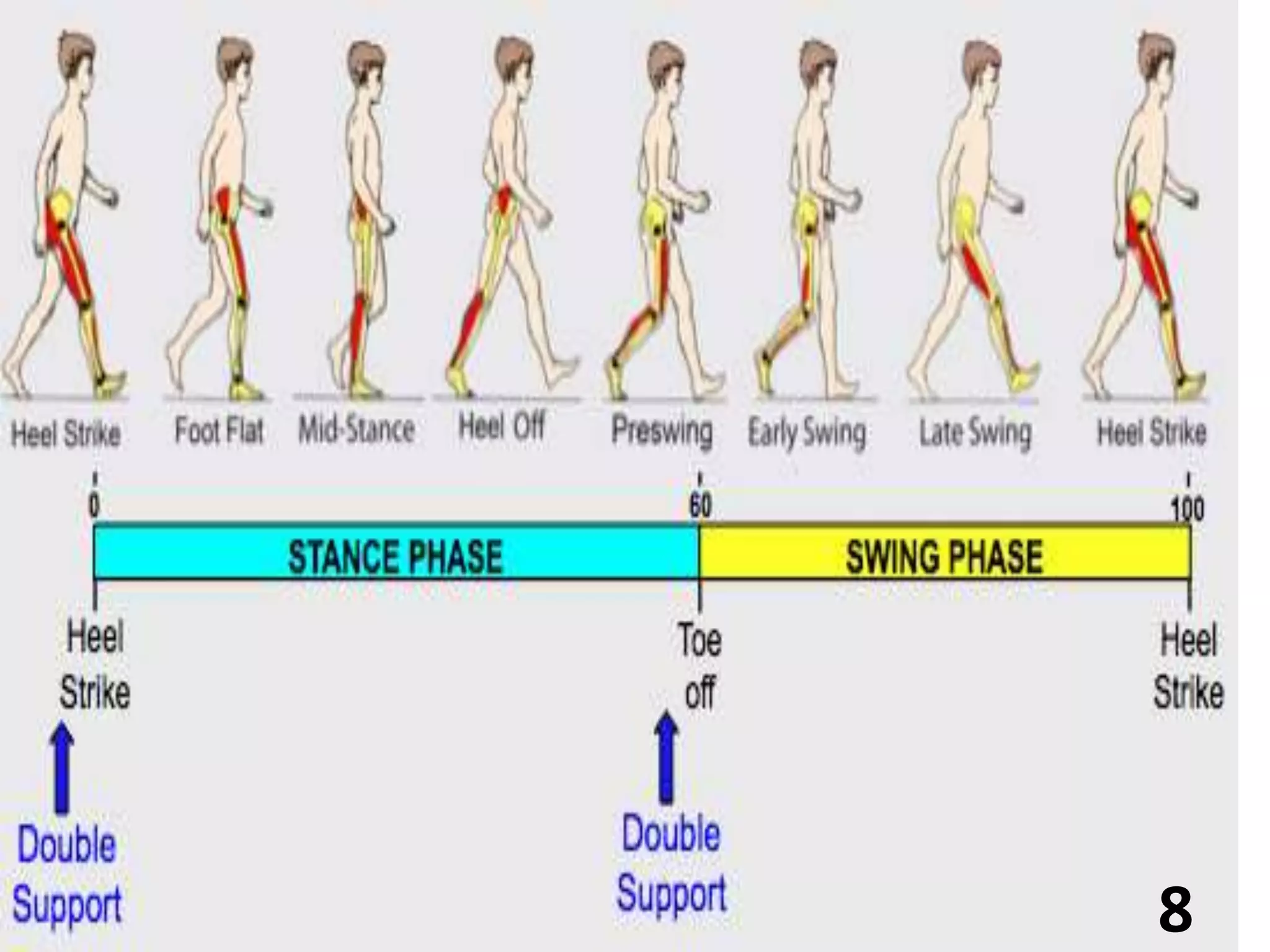 Gait biomechanics | PPTX