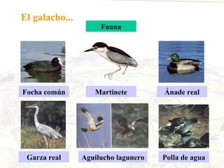 Galacho de juslibol | PPT
